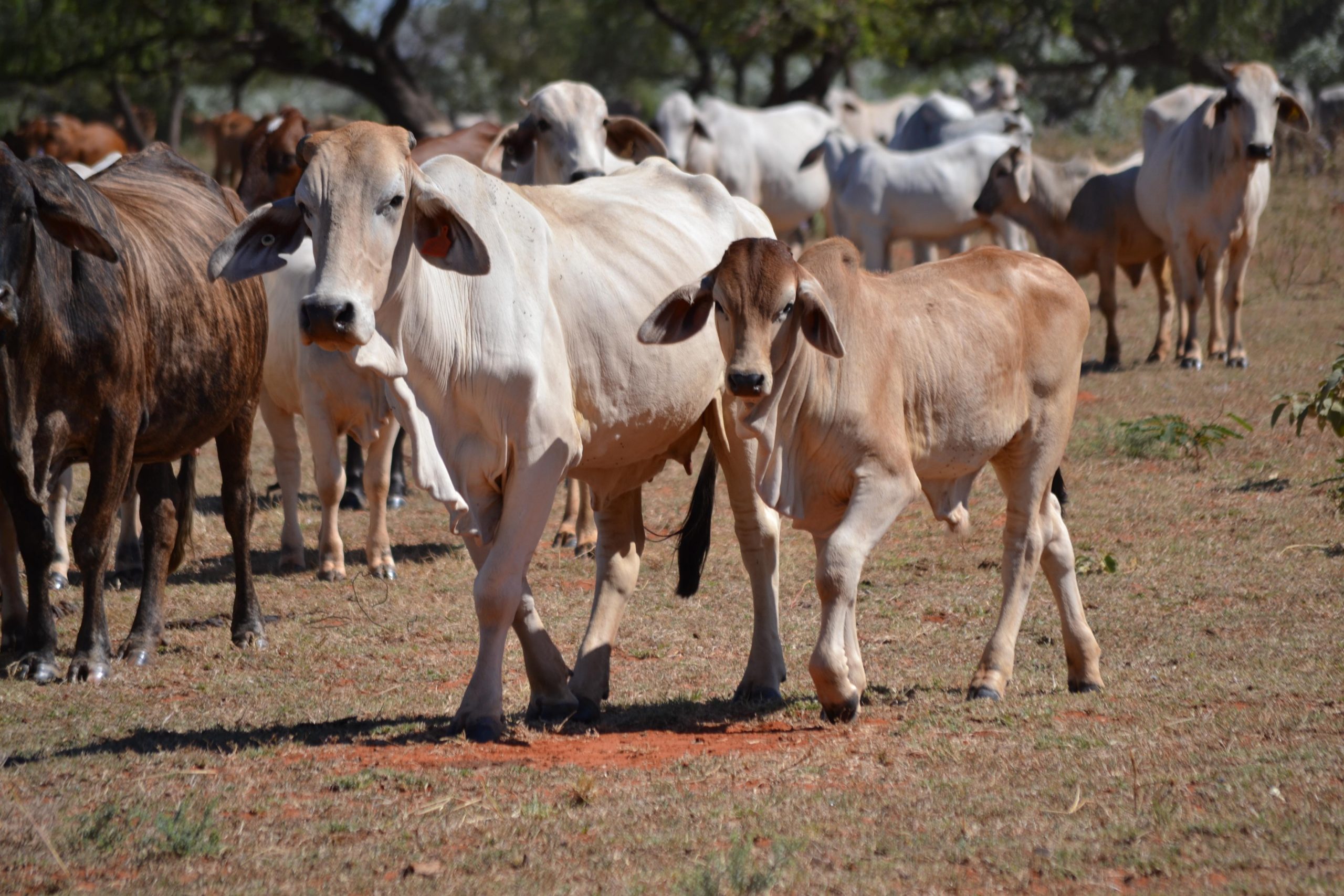 BREAKING: Massive win for the Kimberley’s biggest... | National ...