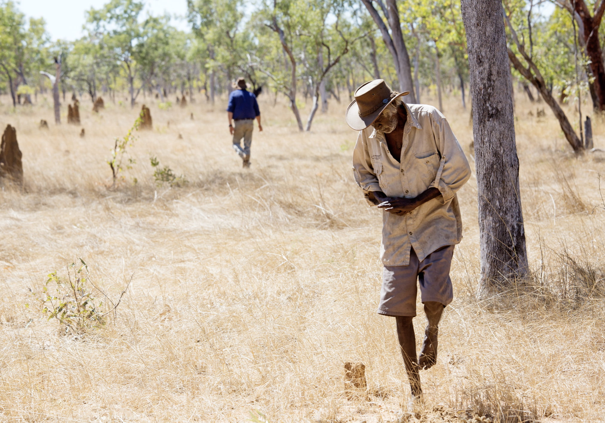 Poachers trespass Aboriginal land to hunt buffalo f... | National ...