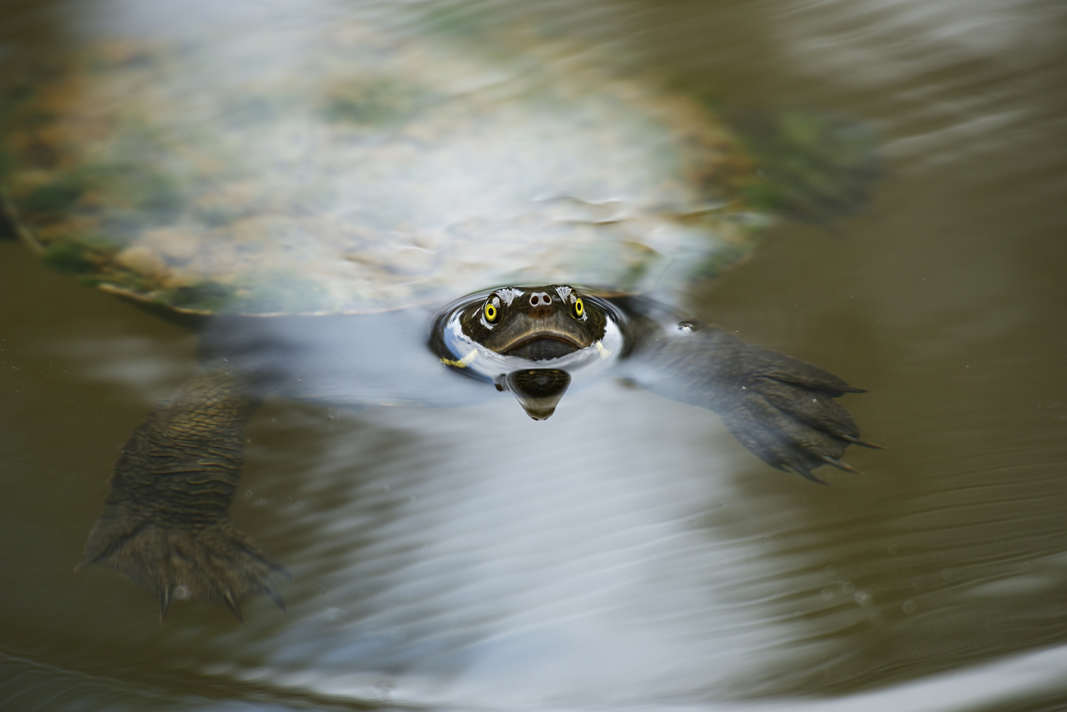 First Nations knowledge to aid turtle conversation ... | National ...