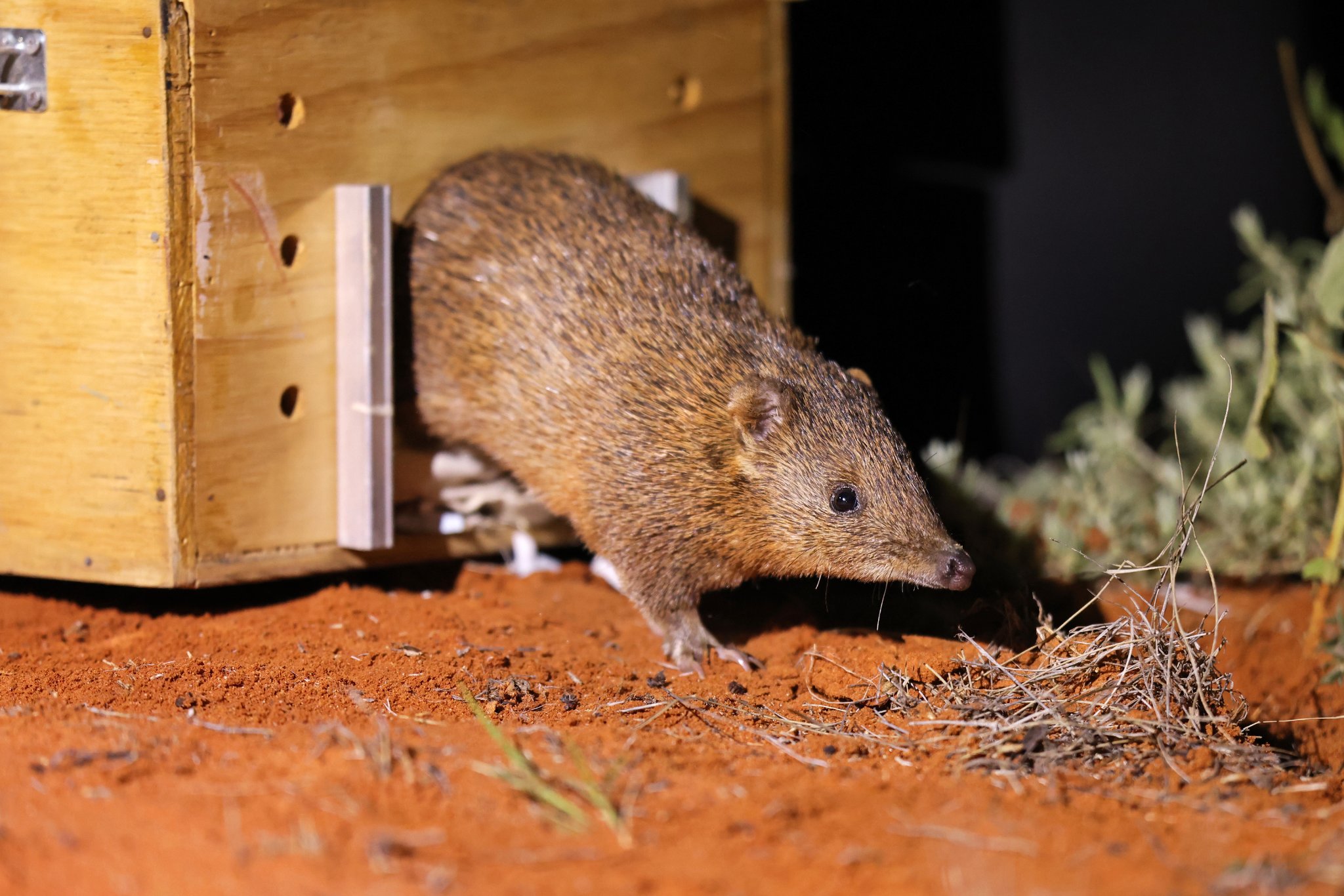 How a First Nations-led WA wildlife sanctuary is he... | National ...