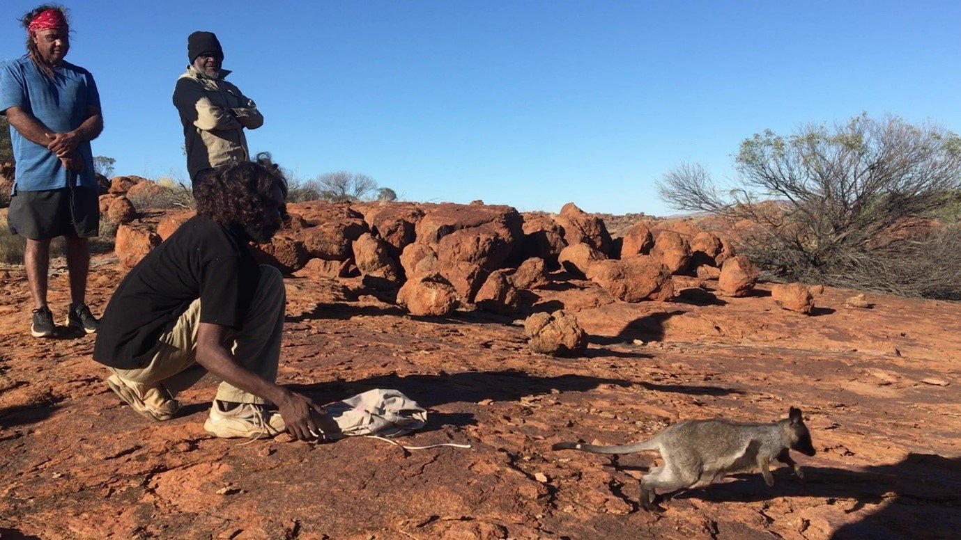 Rare warru returning to outback Australia with help... | National ...