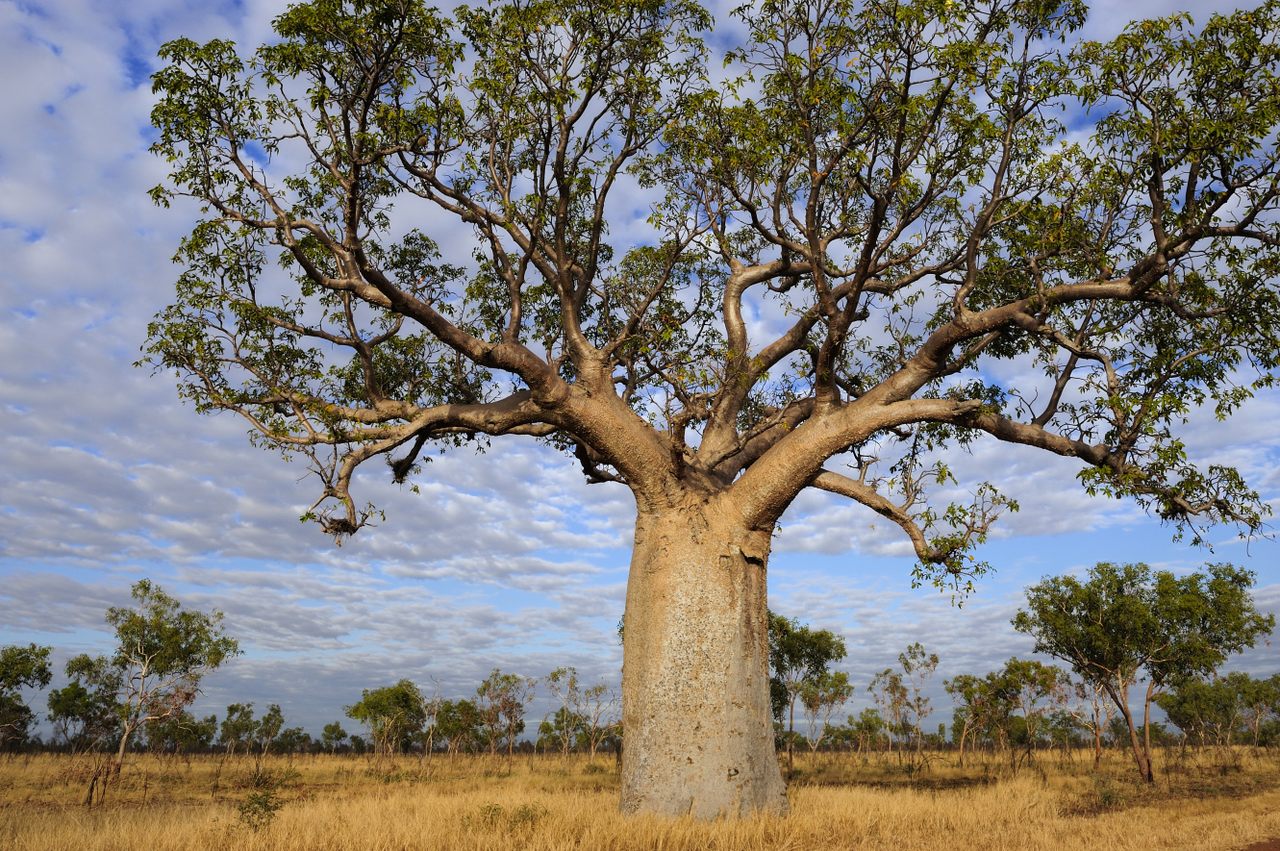 Preserving Australia's boab trees and the mysteriou... | National ...