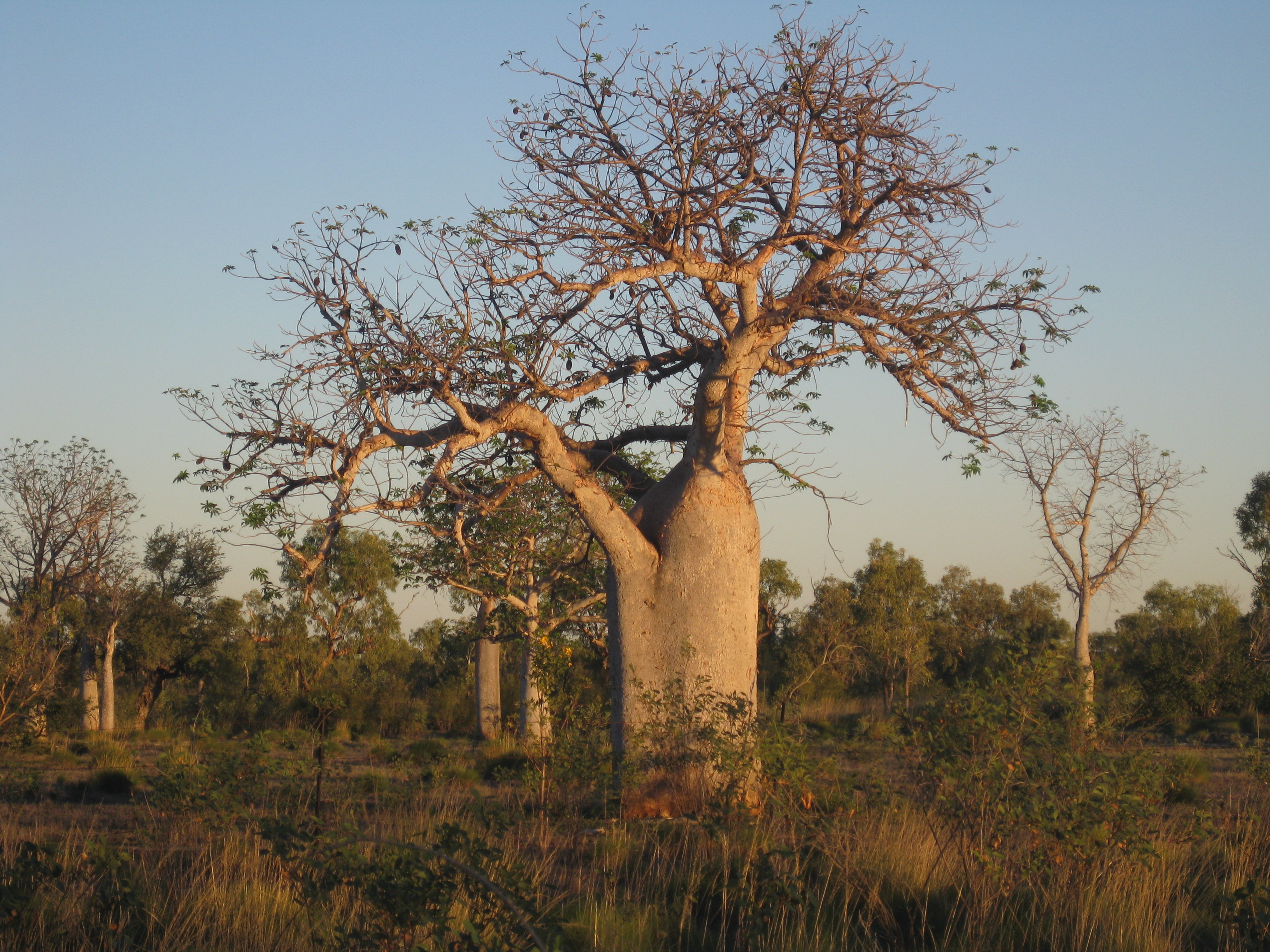 Mangarri Man: the mighty Boab and its many uses | National Indigenous Times