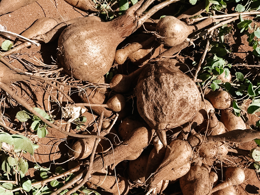Mangarri man: bush potato | National Indigenous Times