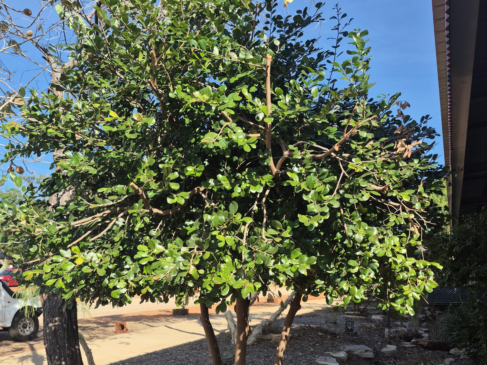 Mangarri Man - anyone for chocolate pudding? | National Indigenous Times