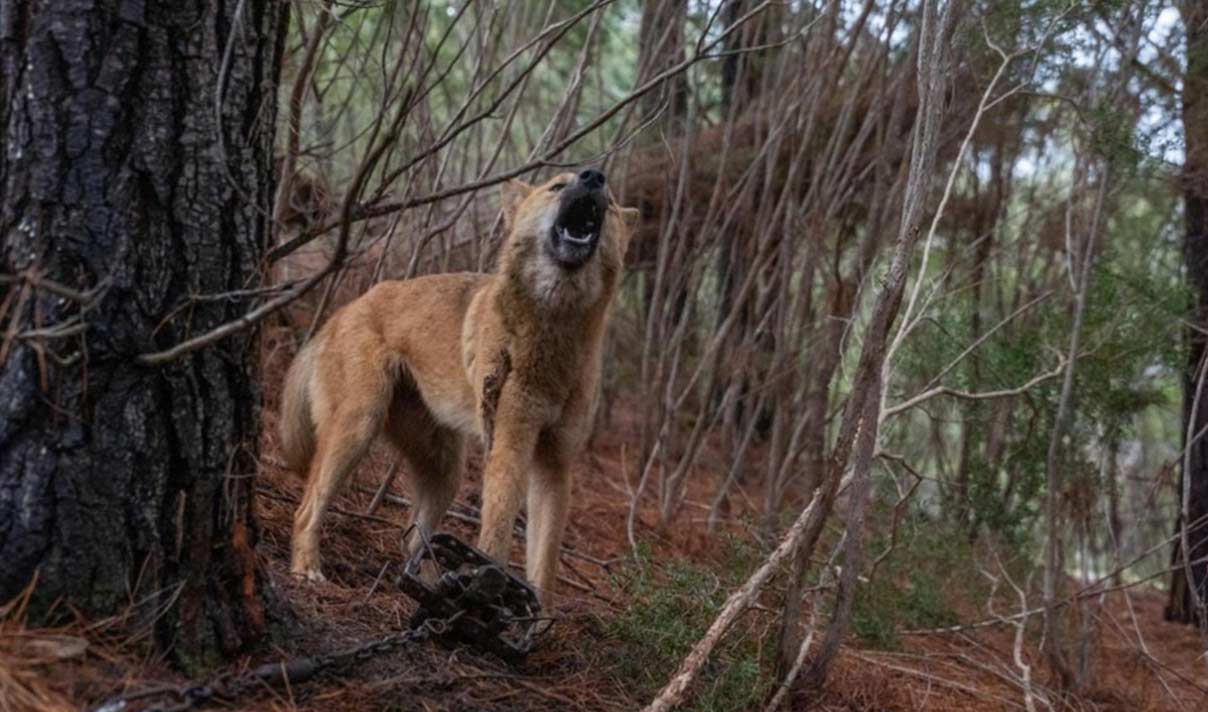 Victoria’s Dingo cull faces backlash | National Indigenous Times