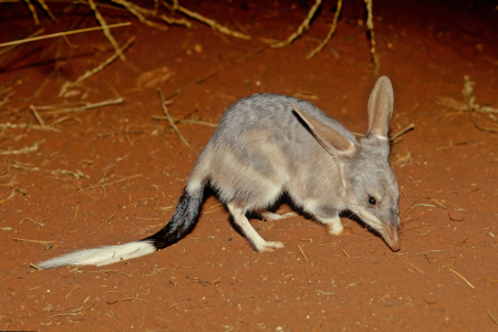 Indigenous knowledge key to tracking bilbies | National Indigenous Times