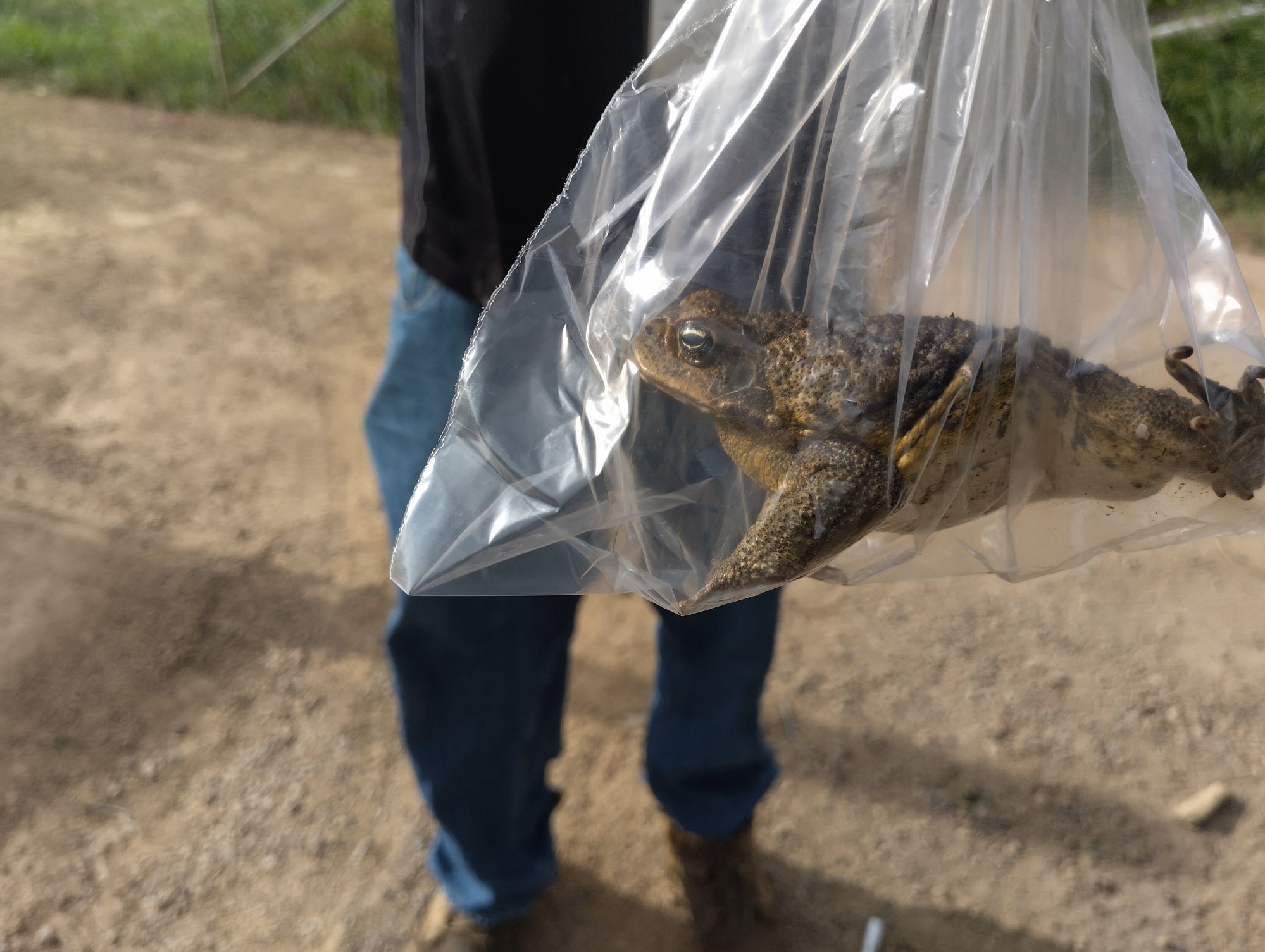 Torres Strait rangers race to stop cane toad invasi... | National ...