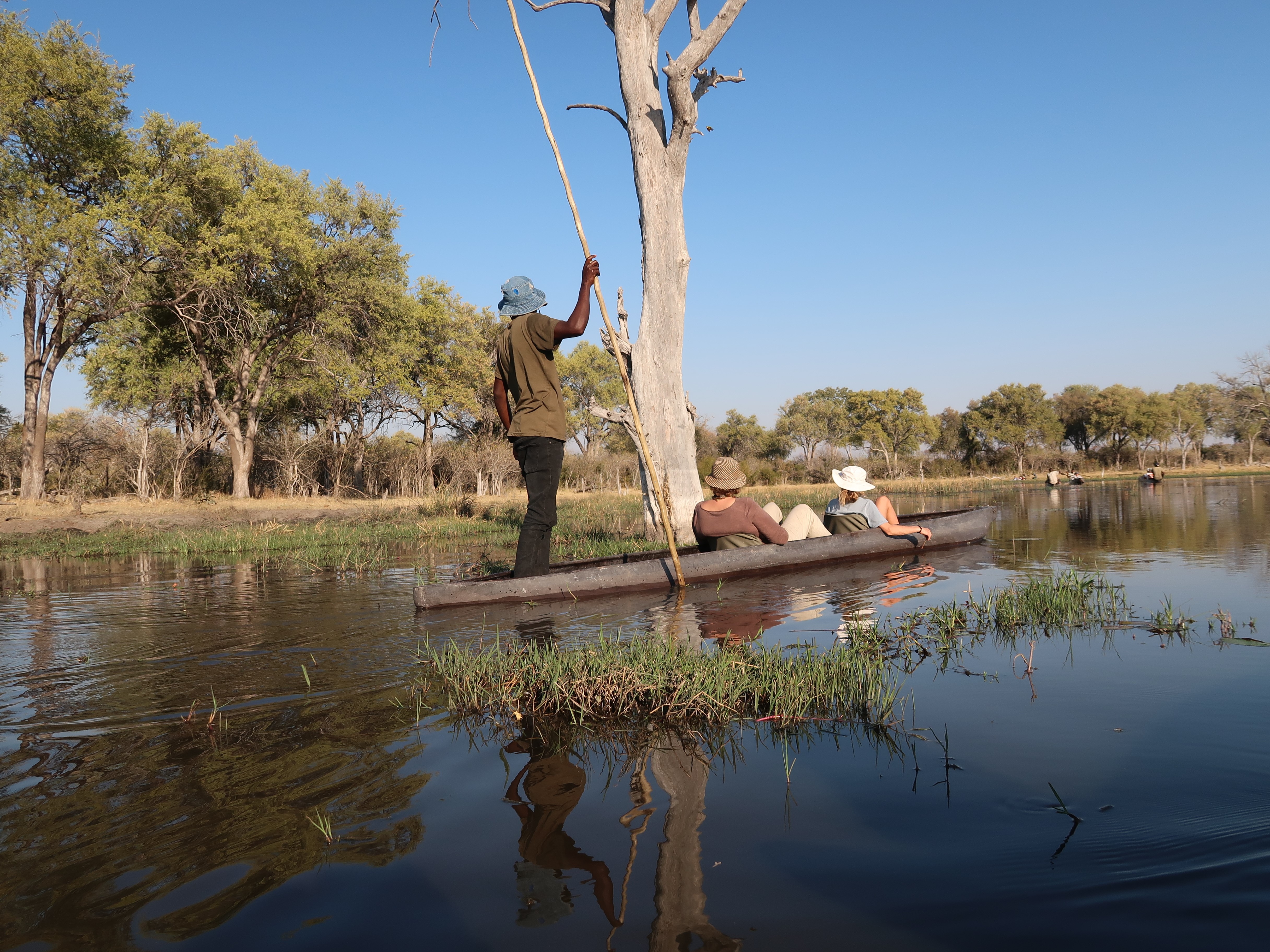 Mangarri Man: the mighty marula tree could flourish... | National ...