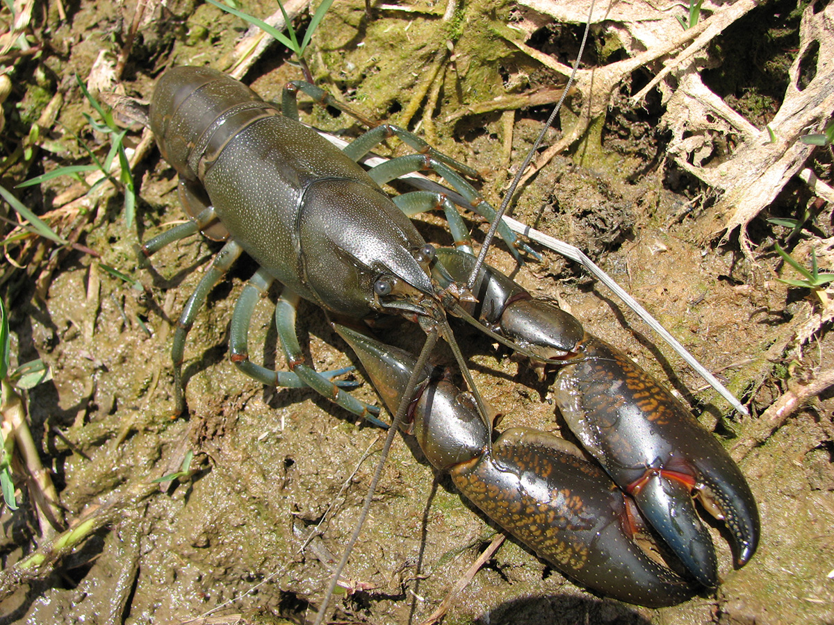 DJAARA to build one of the biggest yabby farms in t... | National ...