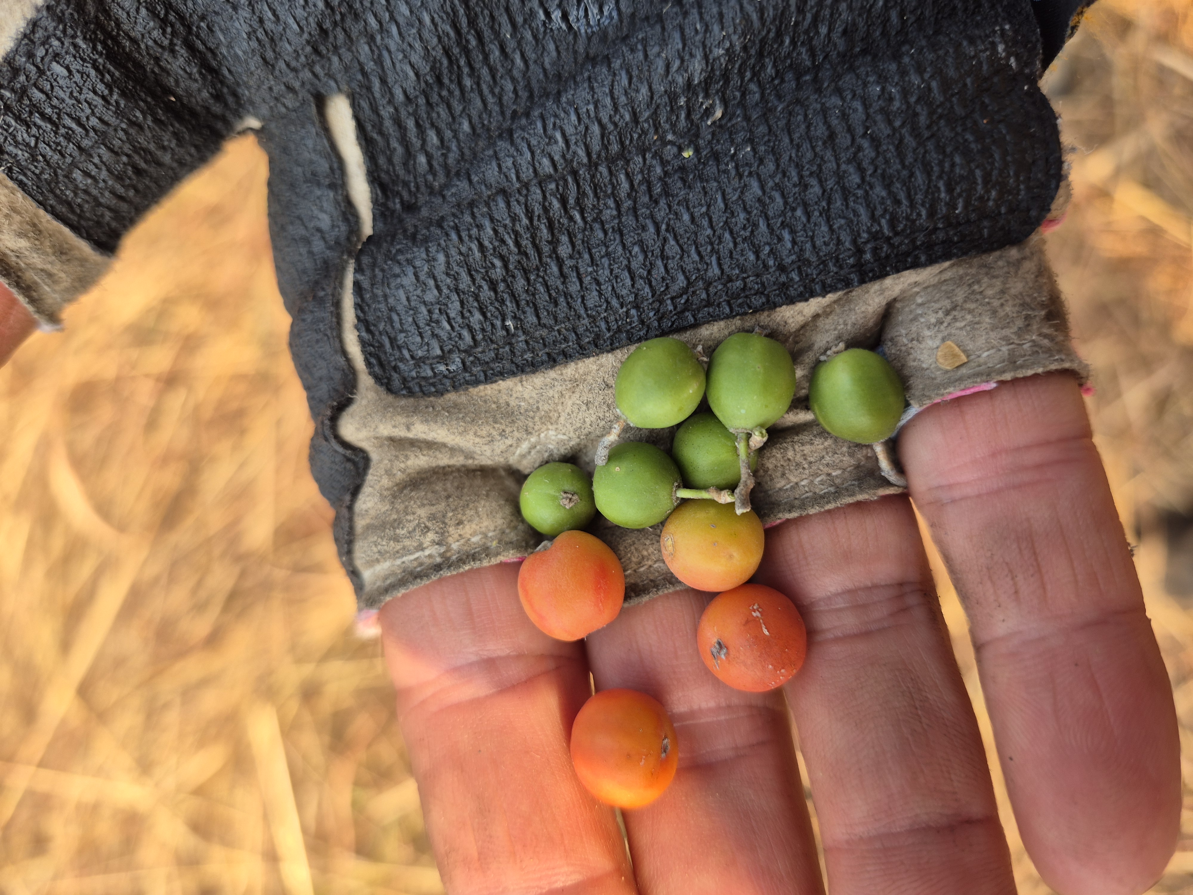 Mangarri Man: Goonji Mayi - food from Celtis | National Indigenous Times
