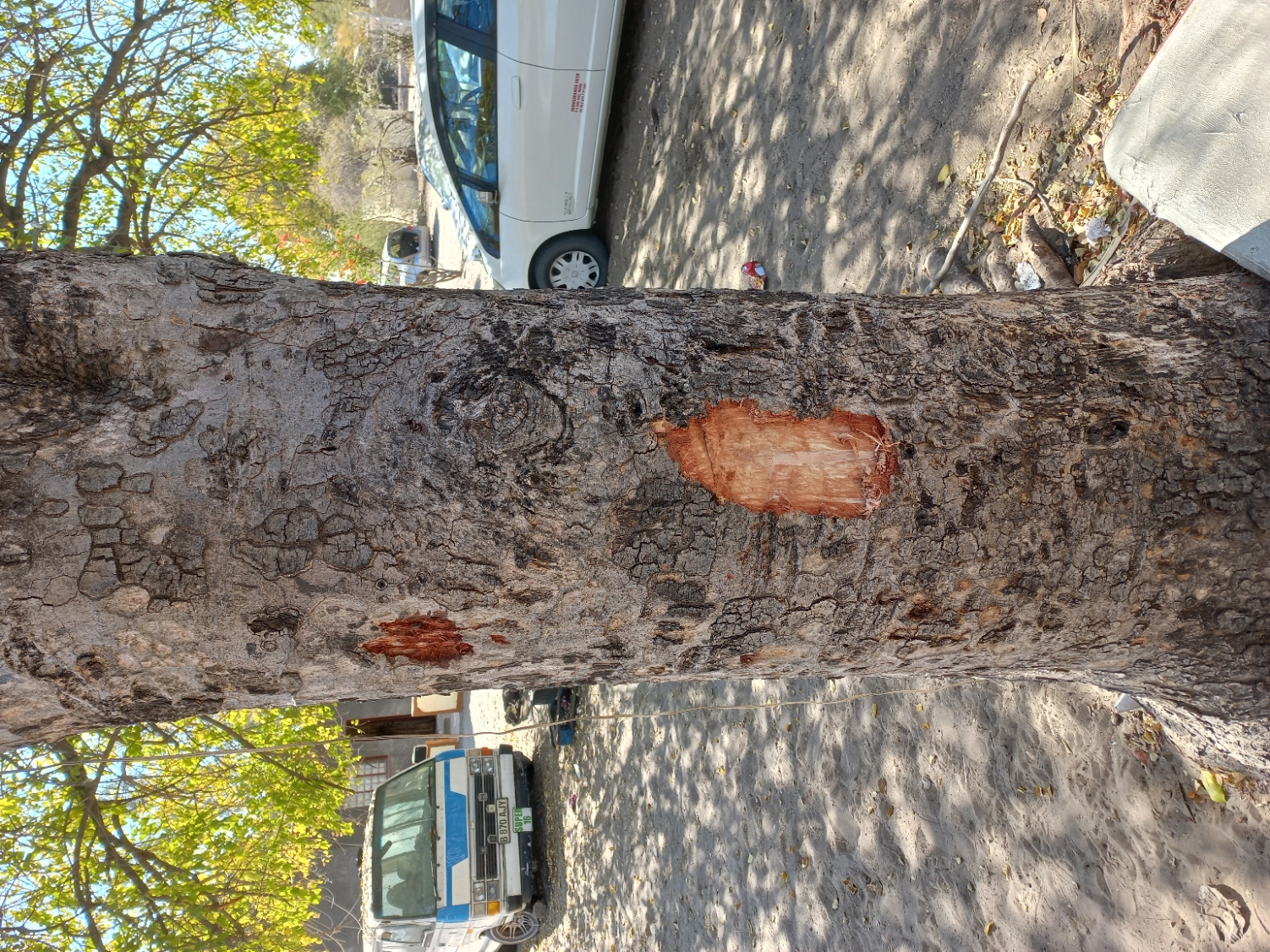 Mangarri Man: the mighty marula tree could flourish... | National ...