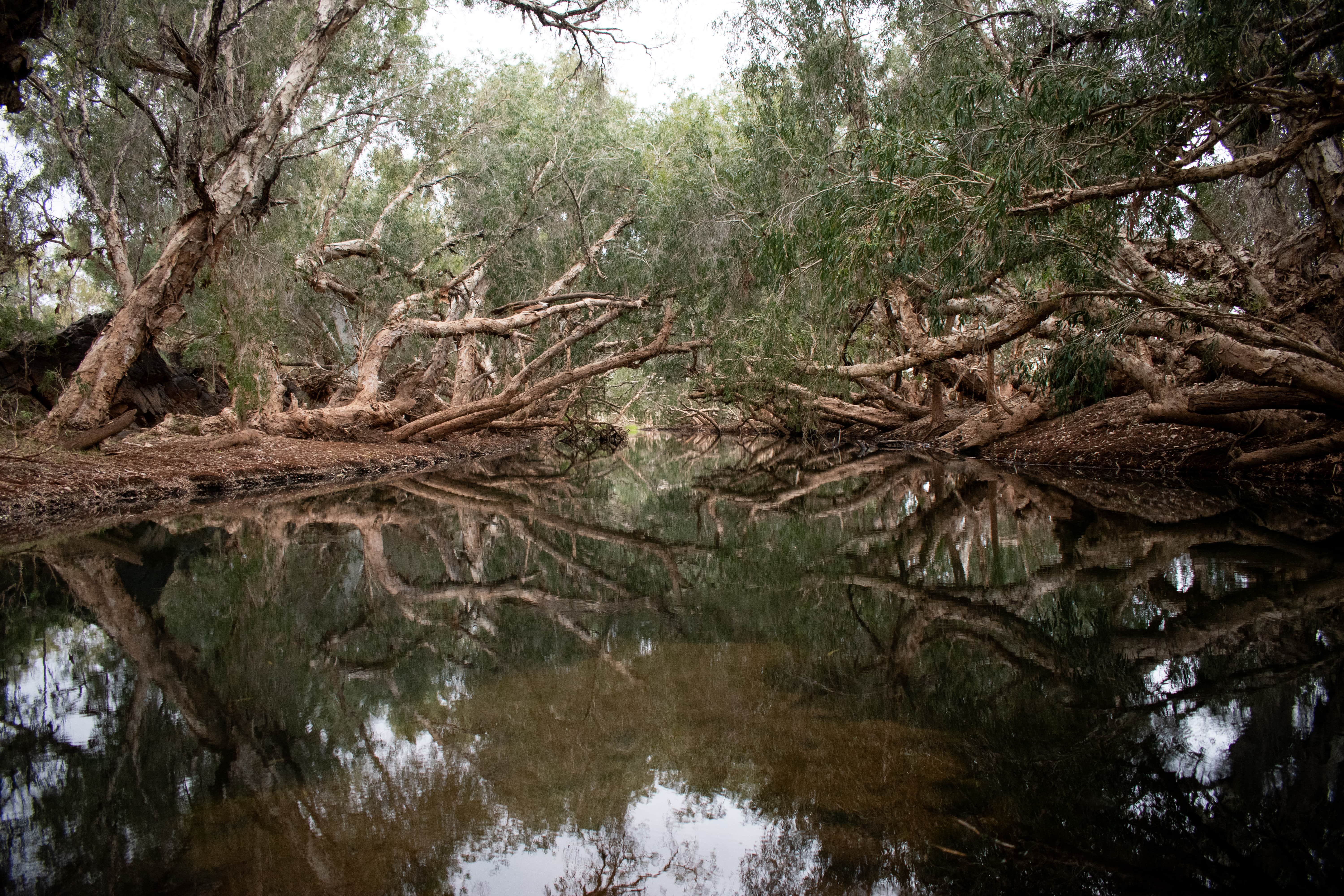 Nyamal Traditional Owners celebrate first new Pilba... | National ...