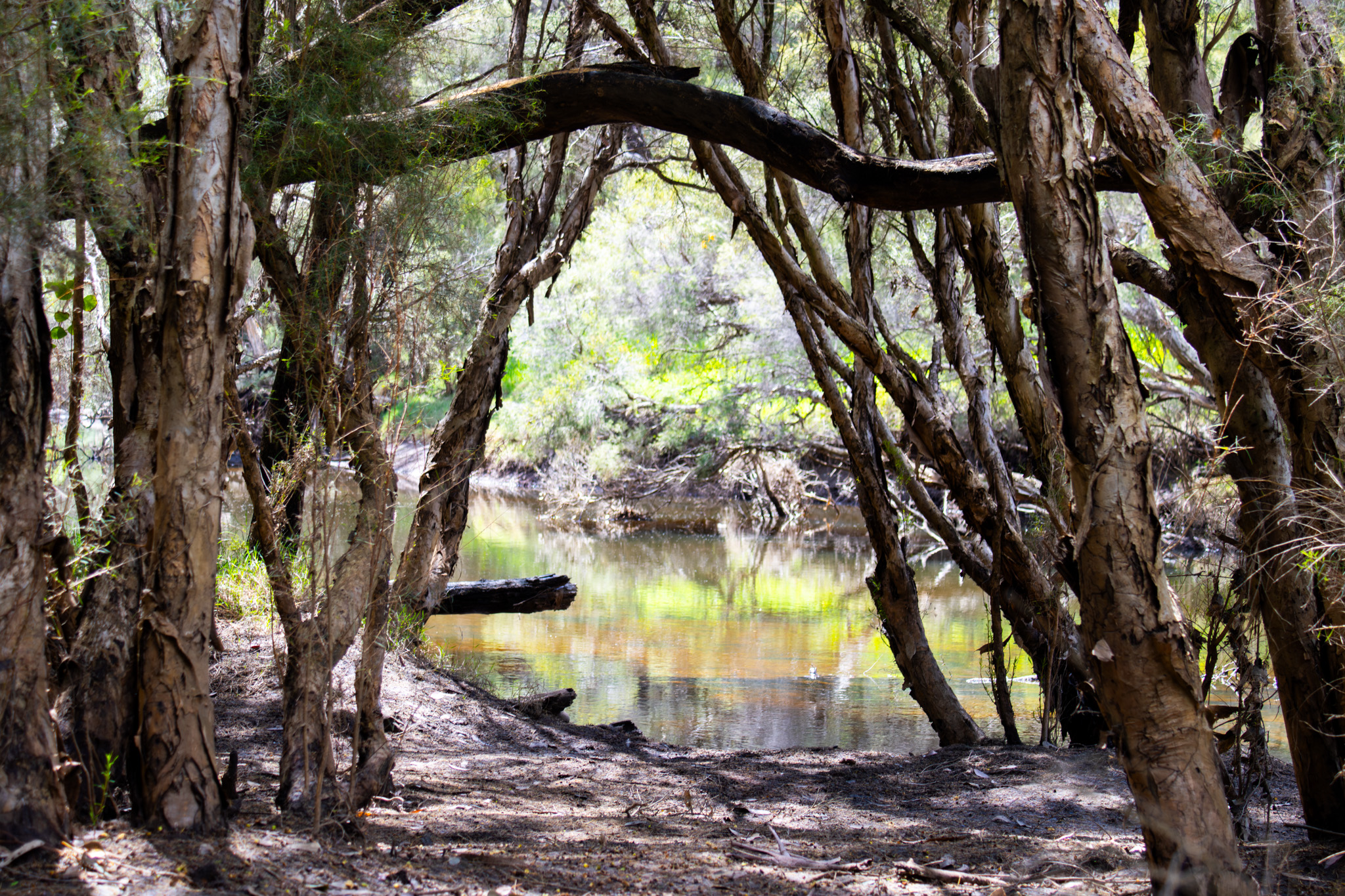 Governor of Western Australia to apologise for mass... | National ...