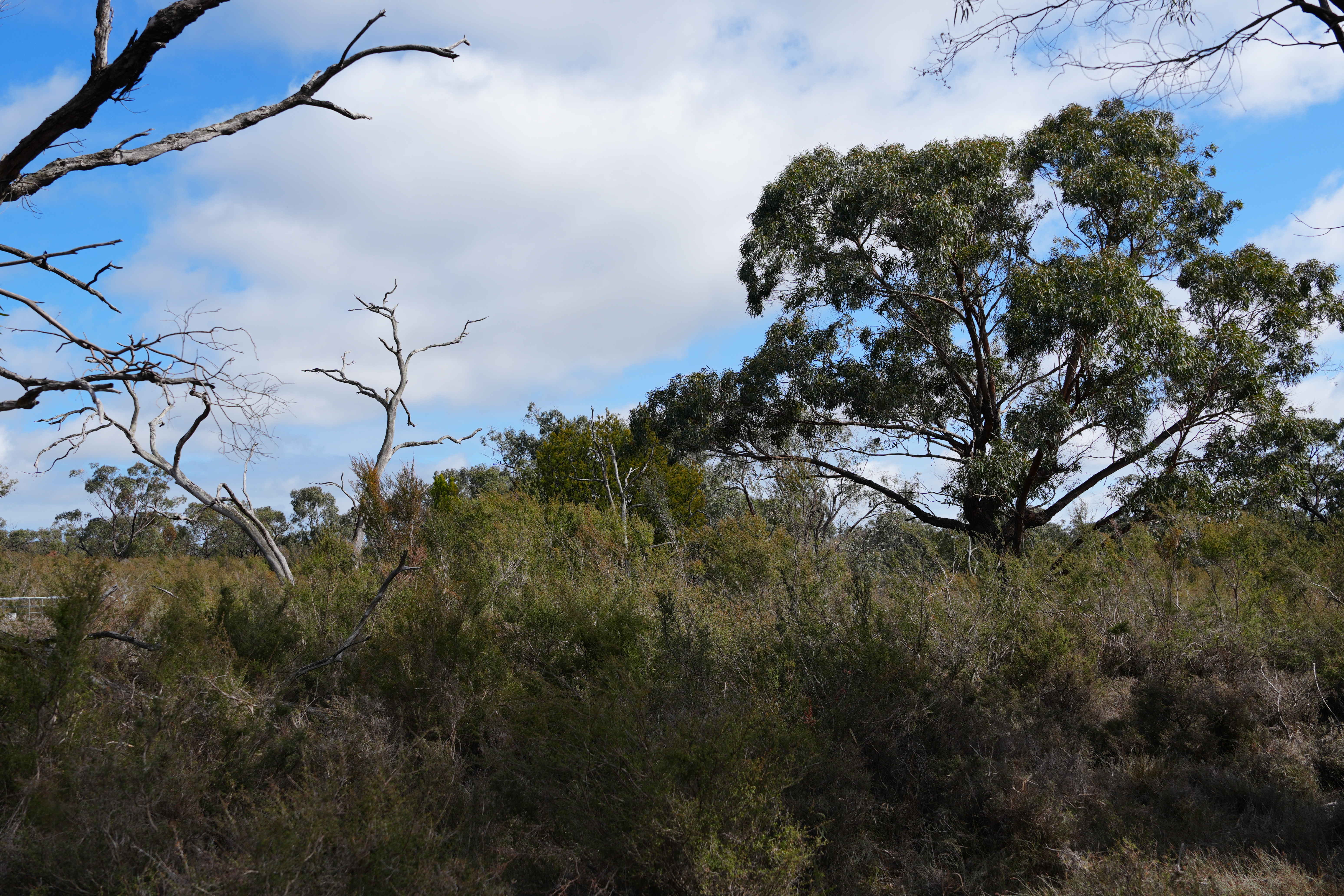 Ryan Archer is helping save the future of this enda... | National ...