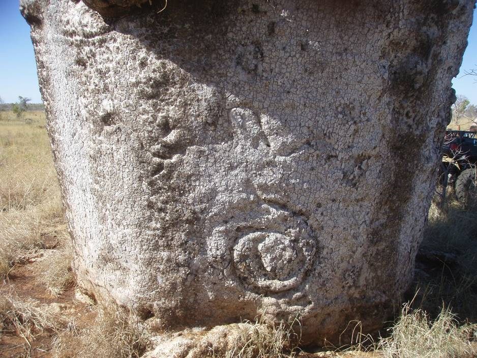 Preserving Australia's boab trees and the mysteriou... | National ...