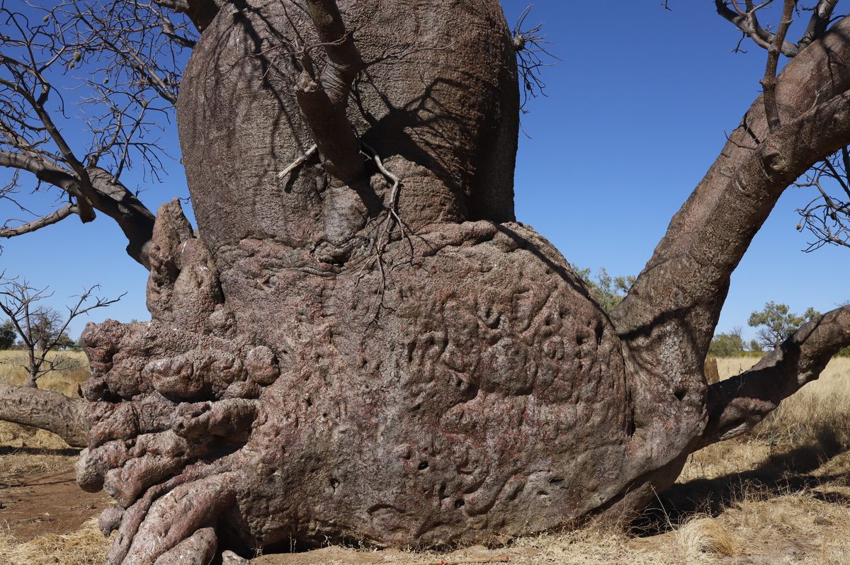 Preserving Australia's boab trees and the mysteriou... | National ...