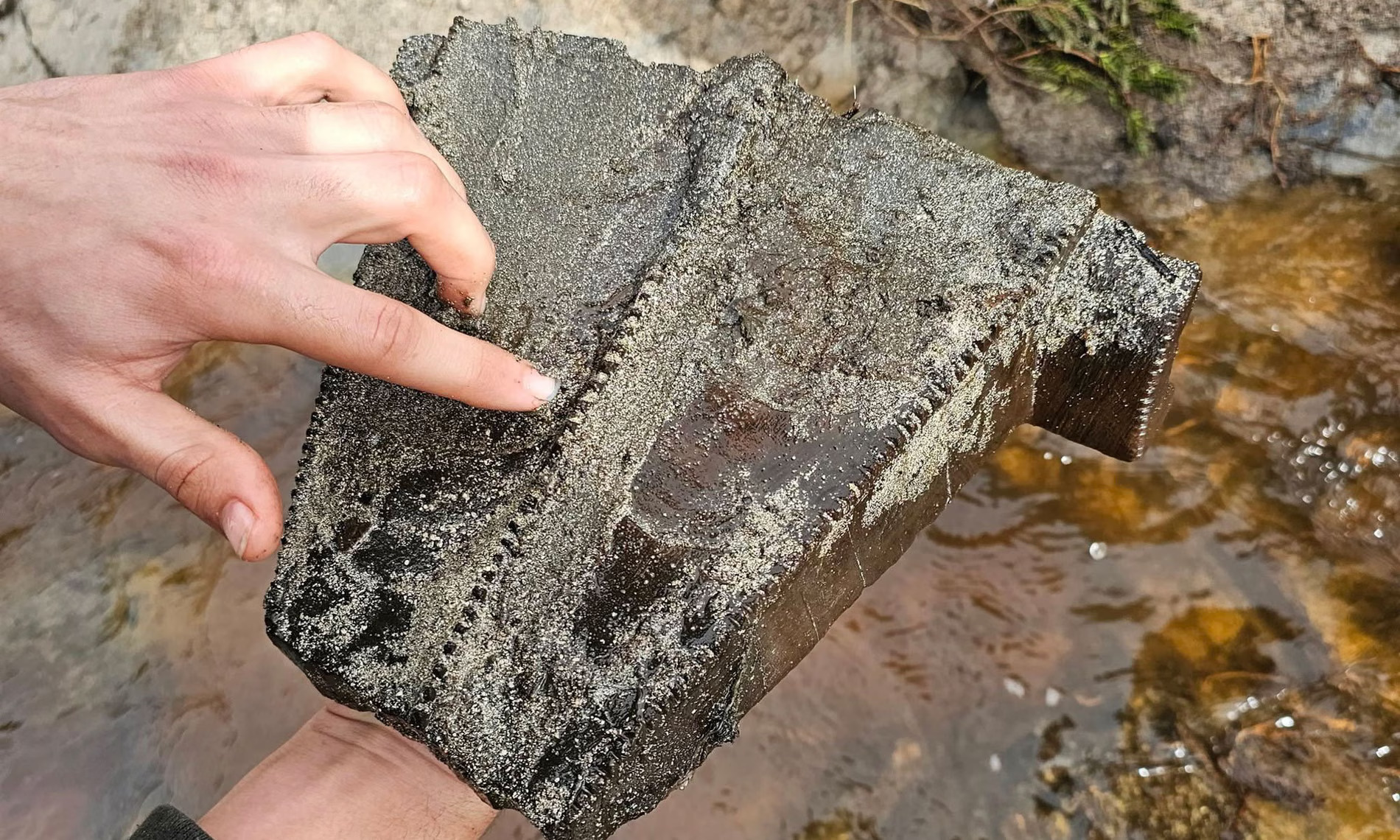 Pacific cultures: The Moriori people of Rēkohu and... | National ...