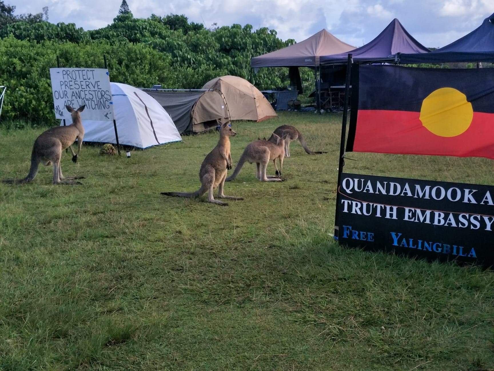 Truth Embassy win: Whale Centre no longer proceedin... | National ...