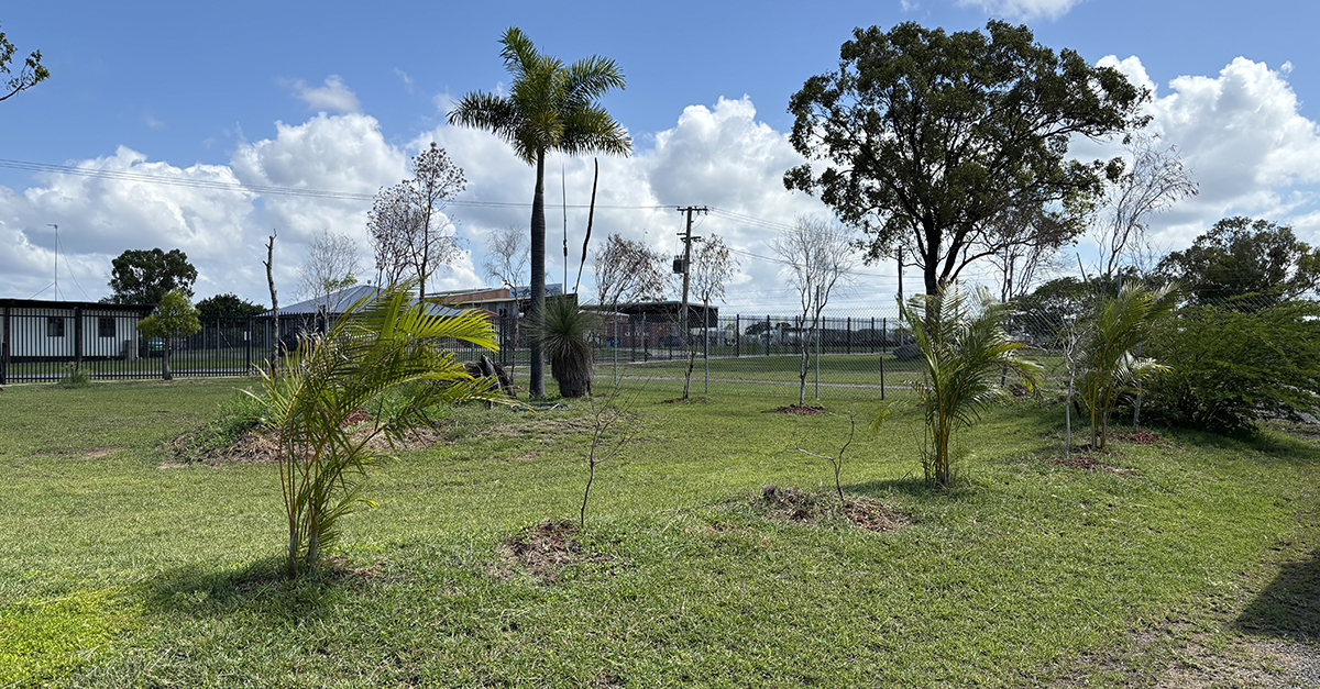 Darumbal garden welcomes gumbi gumbi trees from Bou... | National ...