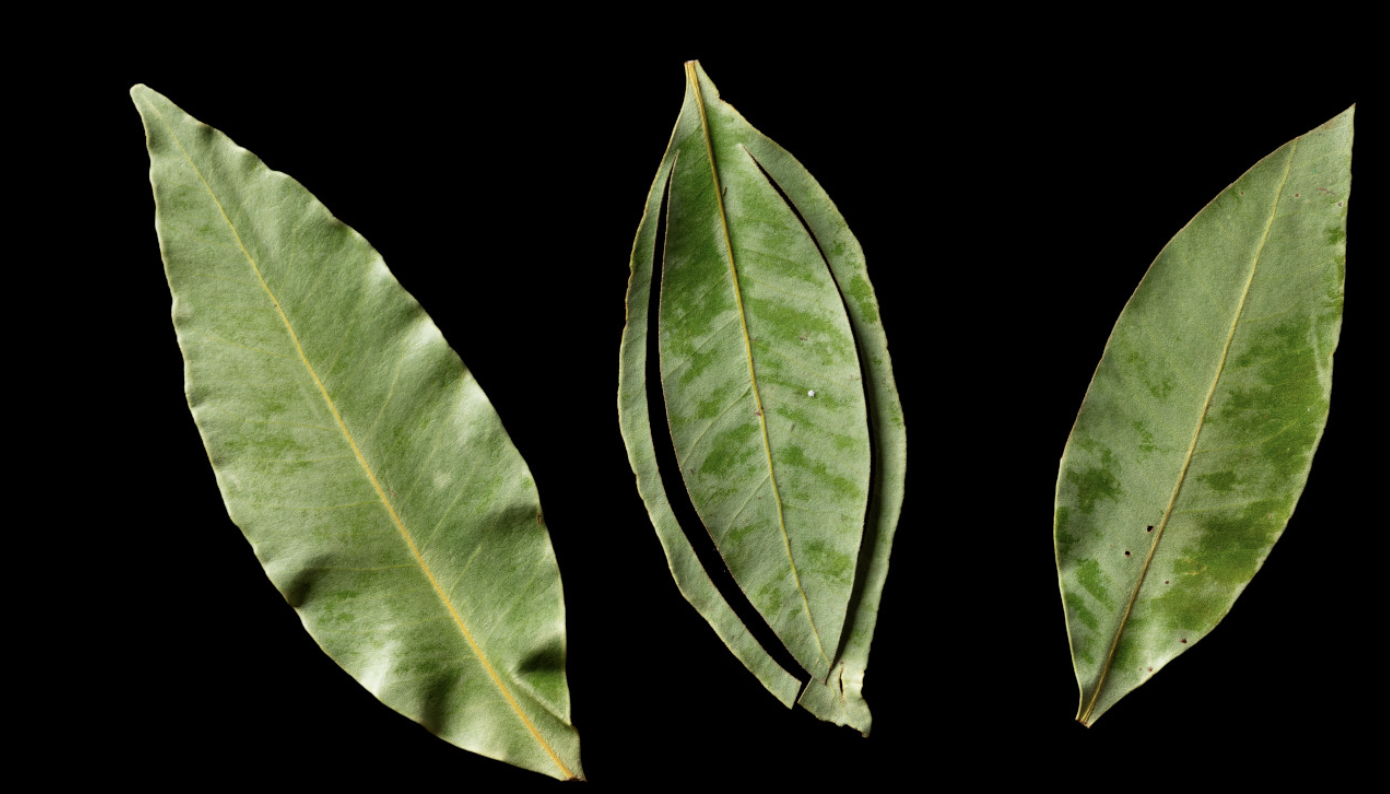 Tony Armstrong’s Extra-Ordinary Things exhibition... | National ...