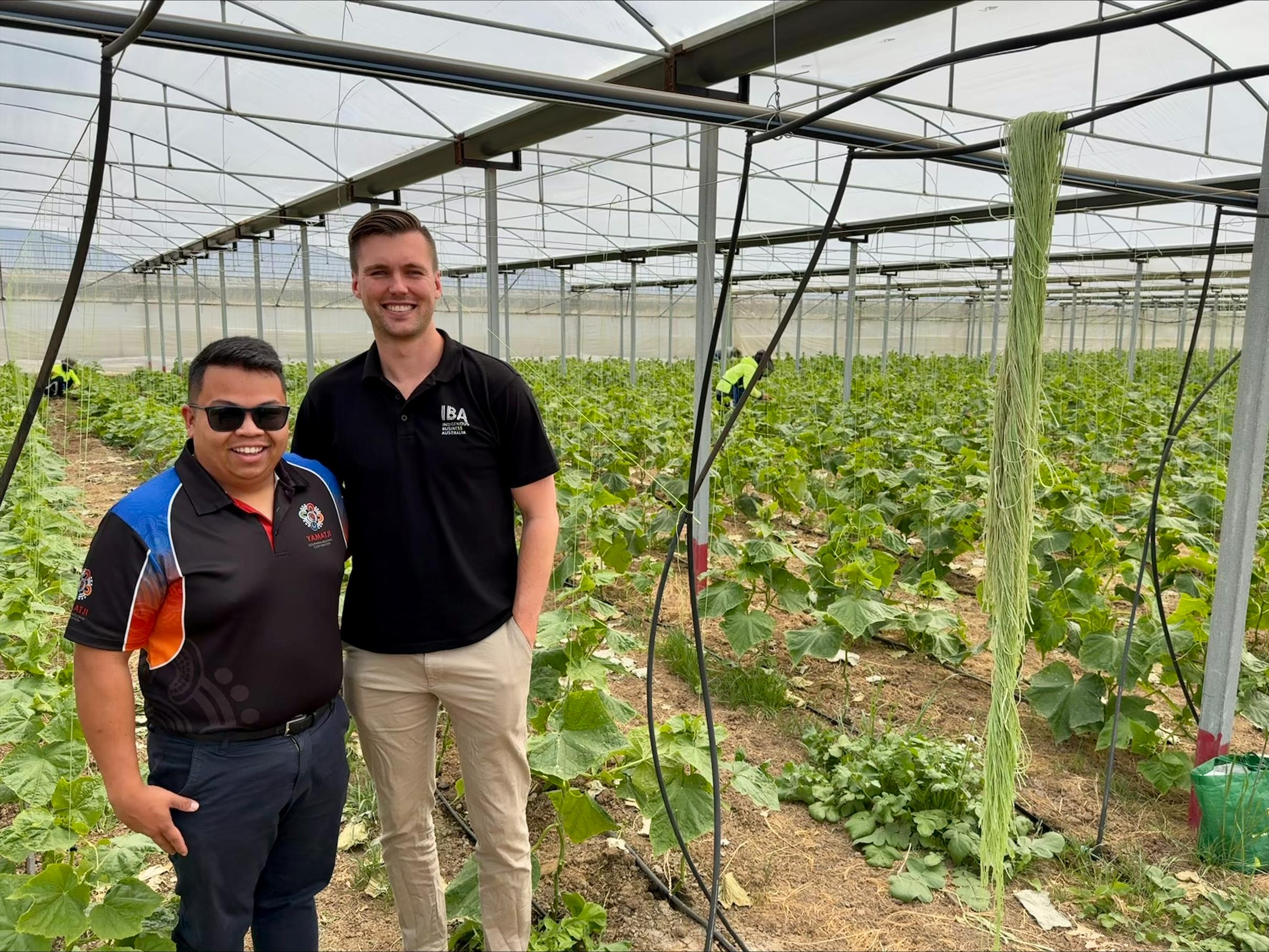 Planting underway for the country’s largest cucum... | National ...