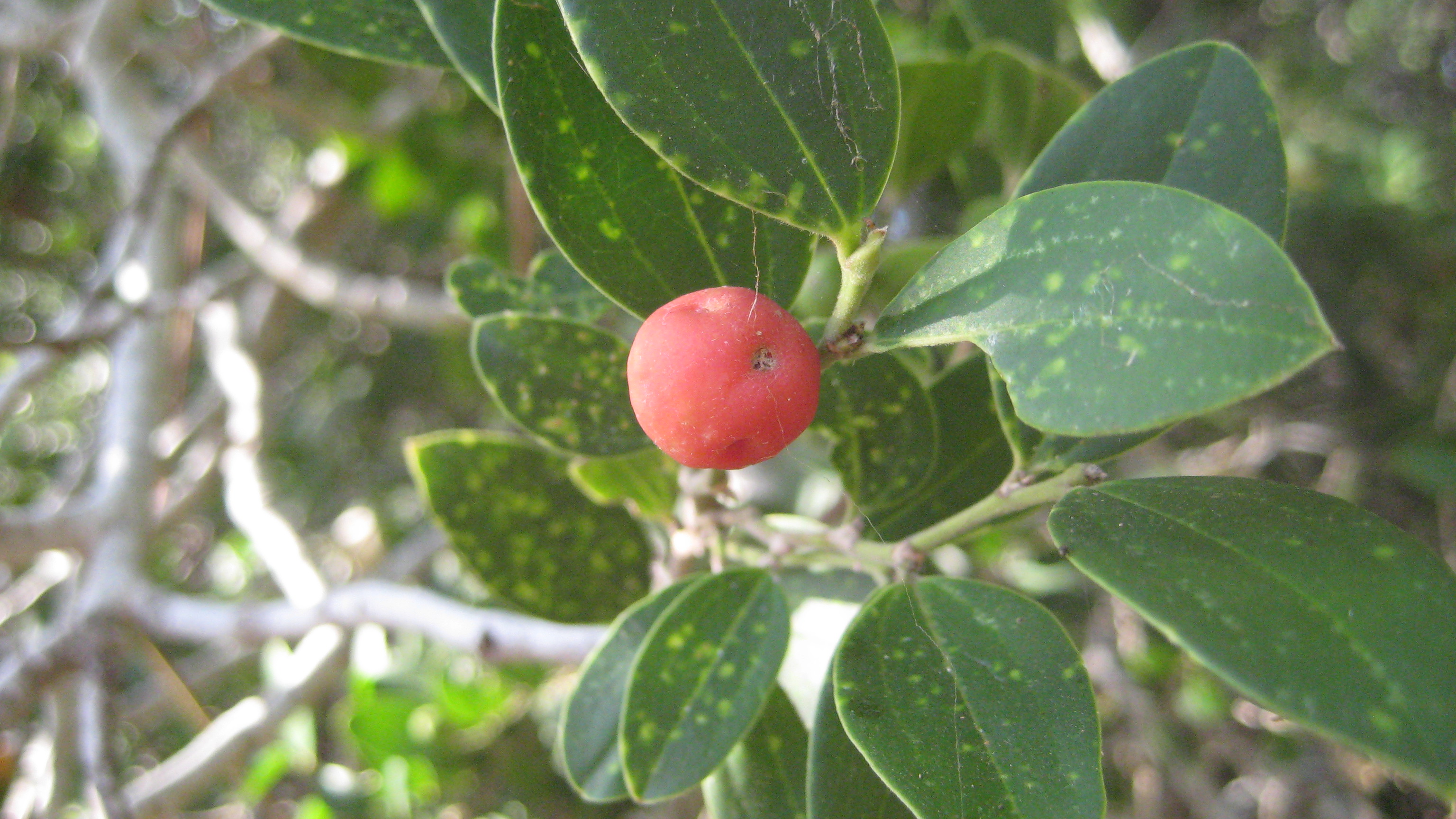 Mangarri Man: Goonji Mayi - food from Celtis | National Indigenous Times