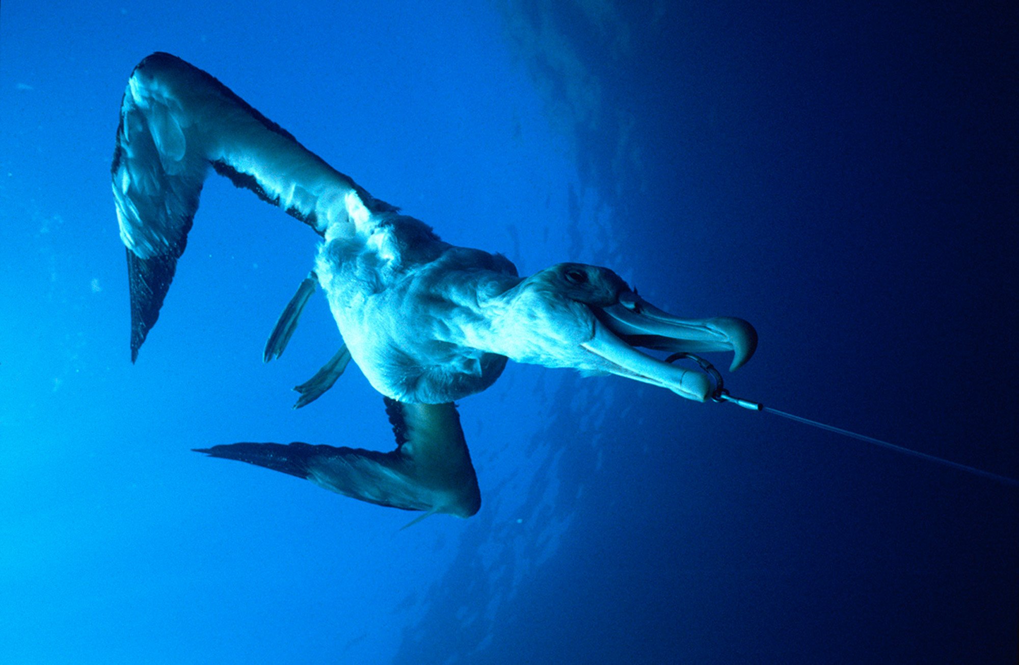 Fishing in Pacific protected area halted after ruli... | National ...